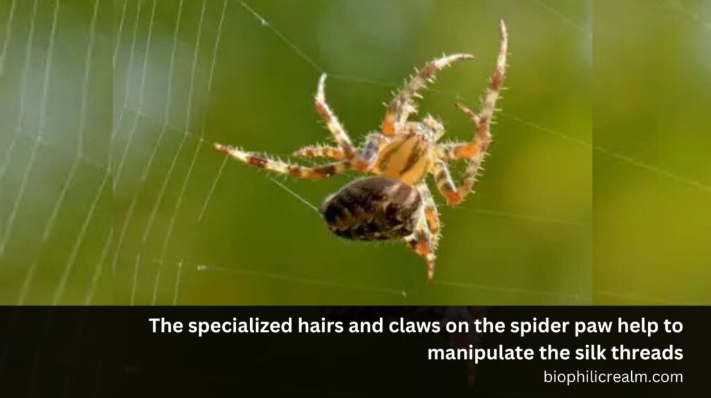 Discover the Amazing Adaptations of the Spider Paw - biophilicrealm.com