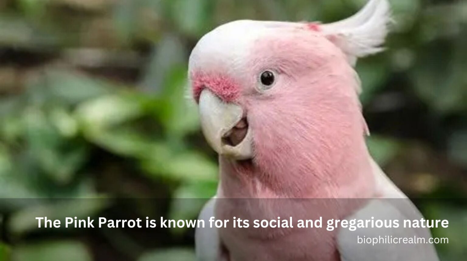 Meet the Pink Parrot: A Rare and Beautiful Bird - biophilicrealm.com
