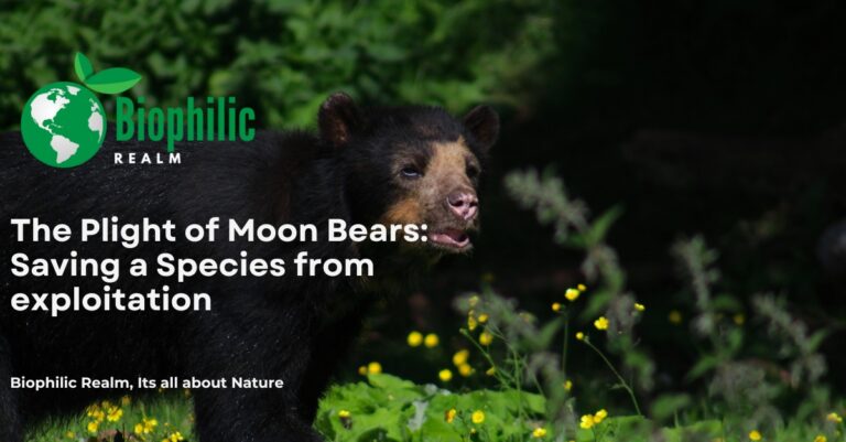 The Plight of Moon Bears: Saving a Species from exploitation ...