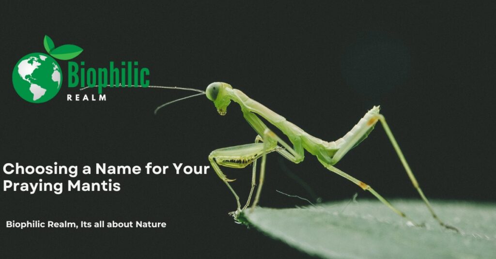 Choosing a Name for Your Praying Mantis - biophilicrealm.com