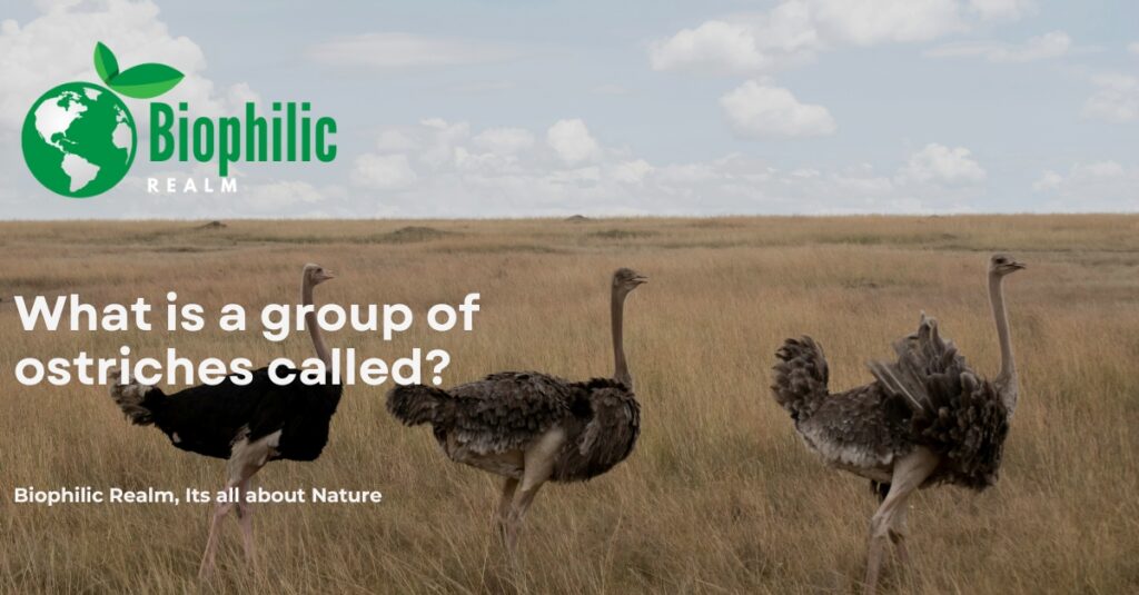 What is a group of ostriches called? - biophilicrealm.com