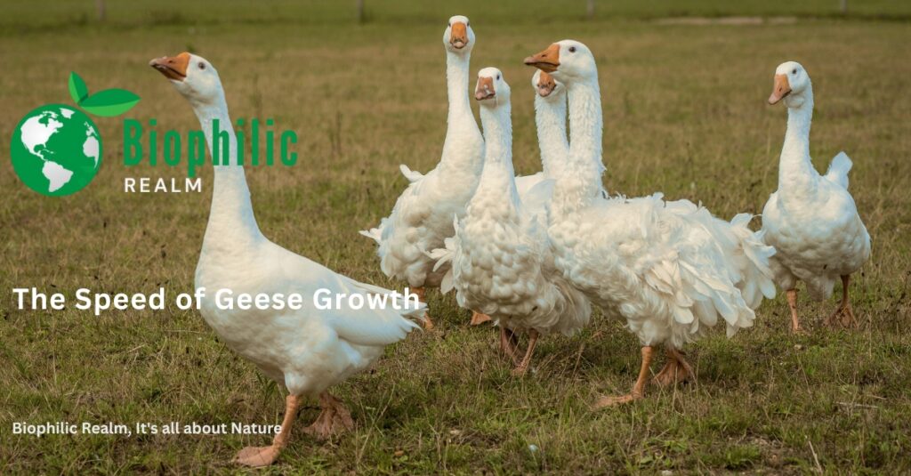 The Speed of Geese Growth - biophilicrealm.com