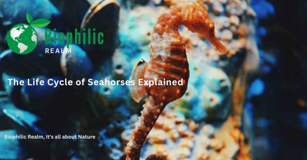 The Life Cycle of Seahorses Explained - biophilicrealm.com
