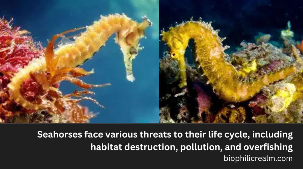 The Life Cycle of Seahorses Explained - biophilicrealm.com