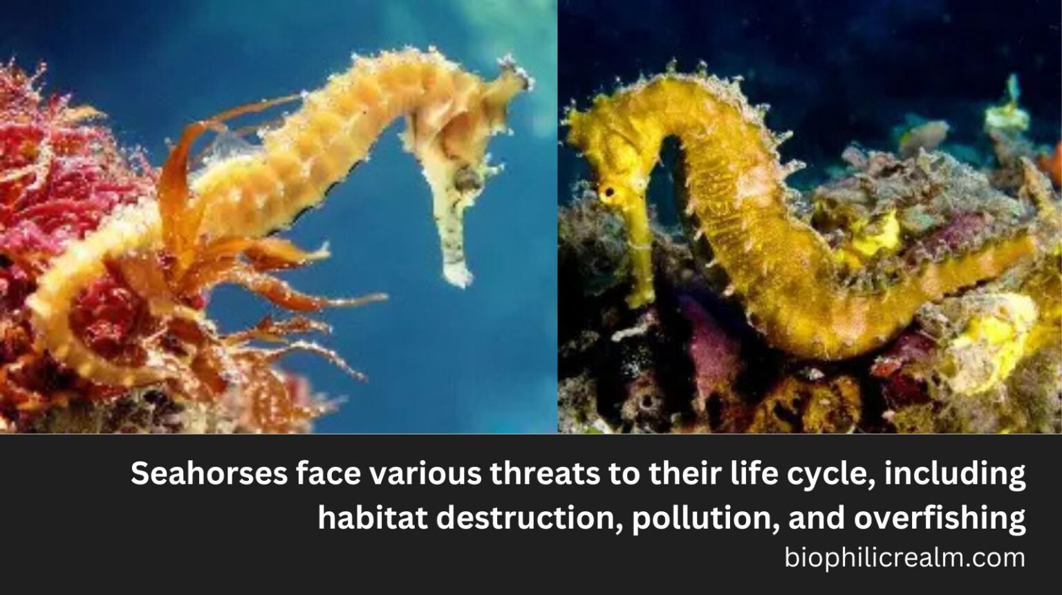 The Life Cycle of Seahorses Explained - biophilicrealm.com