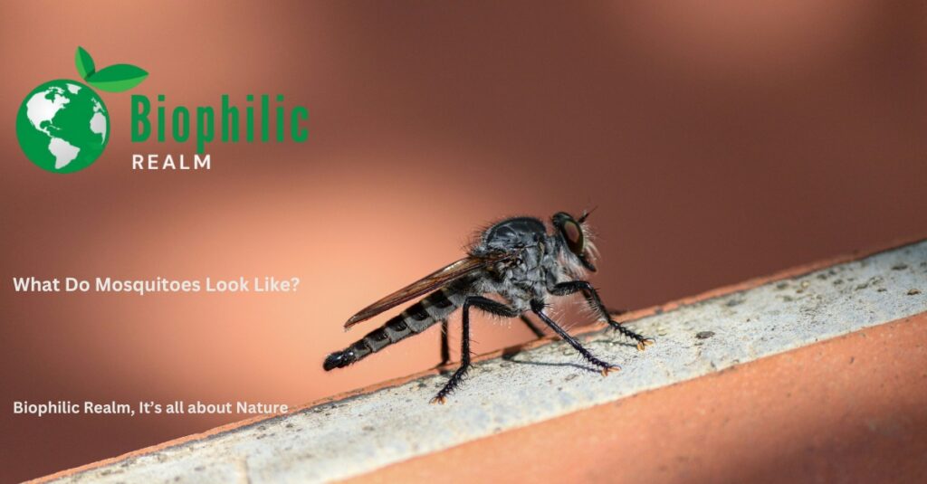What Do Mosquitoes Look Like? - biophilicrealm.com