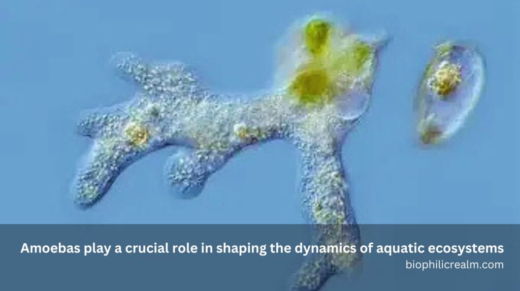 Amoebas: The Algae Hunters of Aquatic Environments - biophilicrealm.com