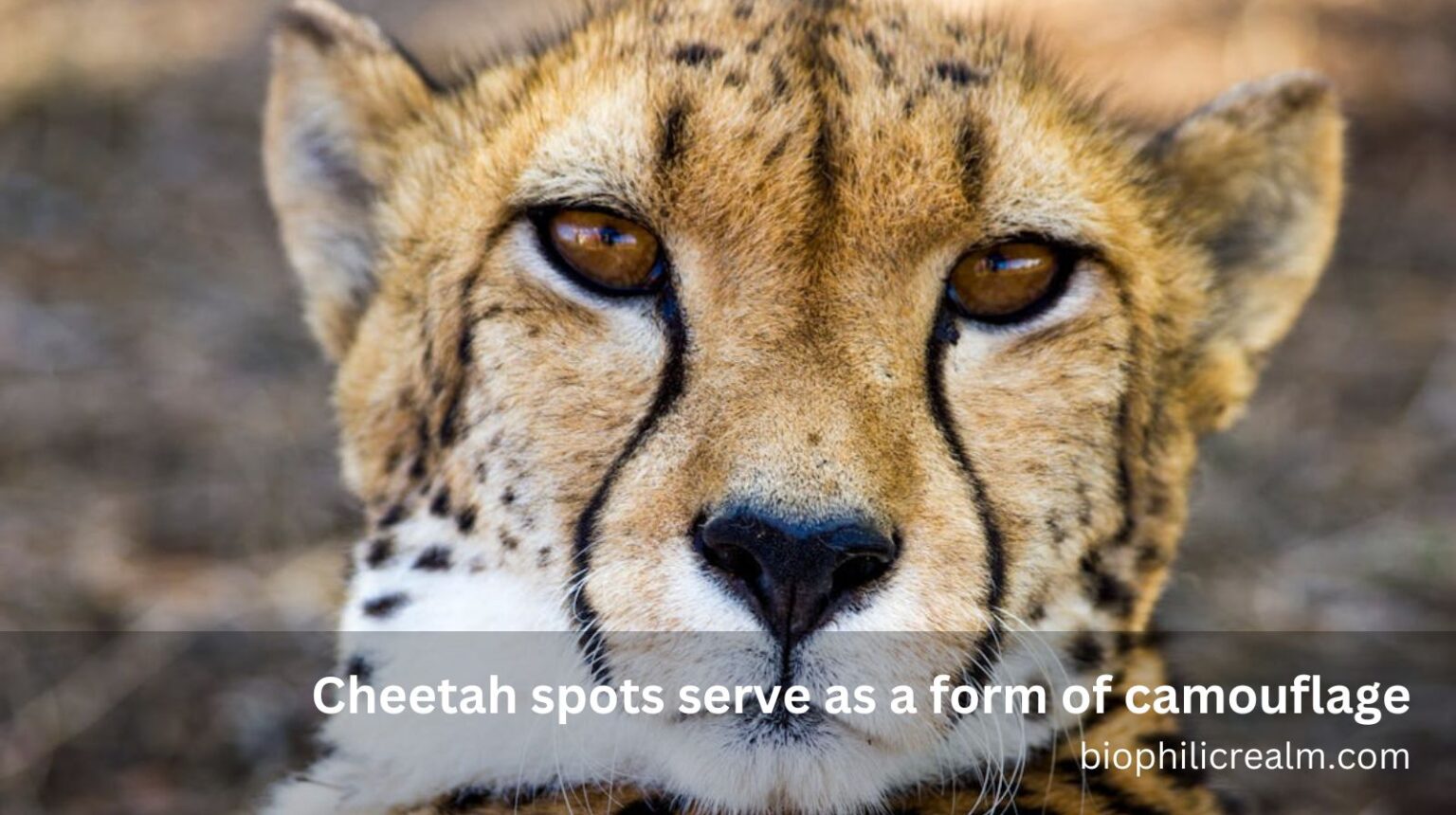 The Purpose of Cheetah Spots: A Closer Look - biophilicrealm.com