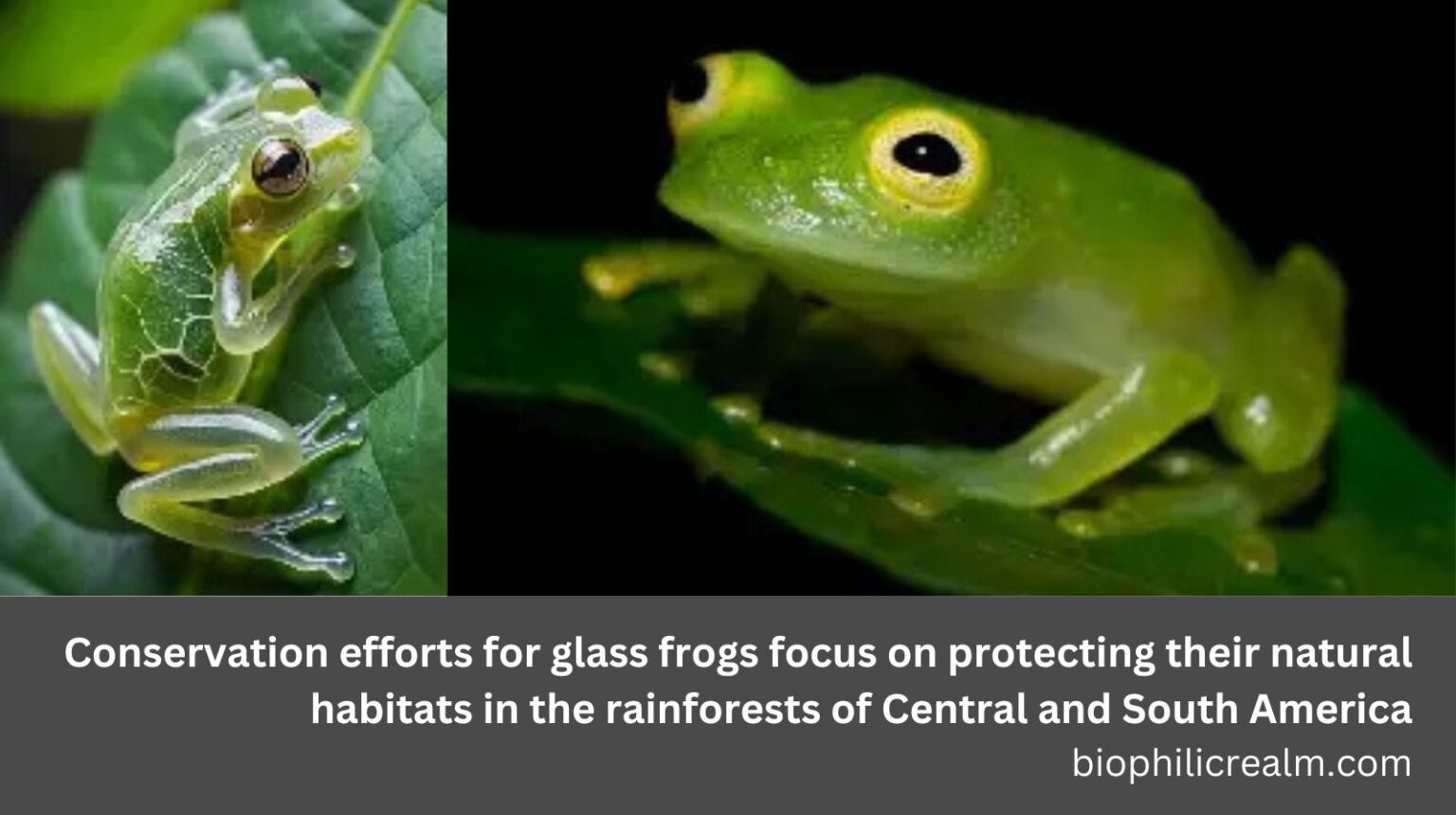 Amazing Photos of a Glass Frog - biophilicrealm.com