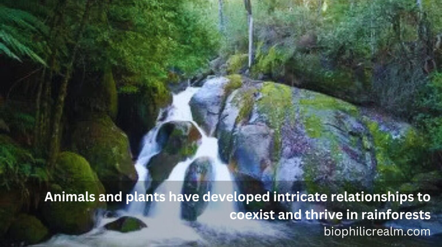 Secrets of Symbiosis in the Rainforest - biophilicrealm.com