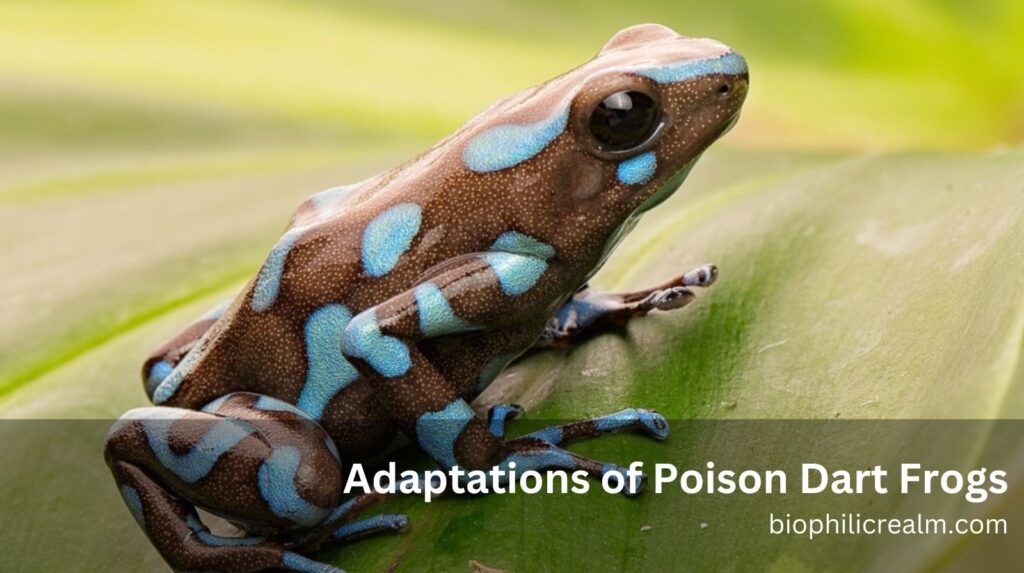 Adaptations of Poison Dart Frogs: A Survival Guide - biophilicrealm.com