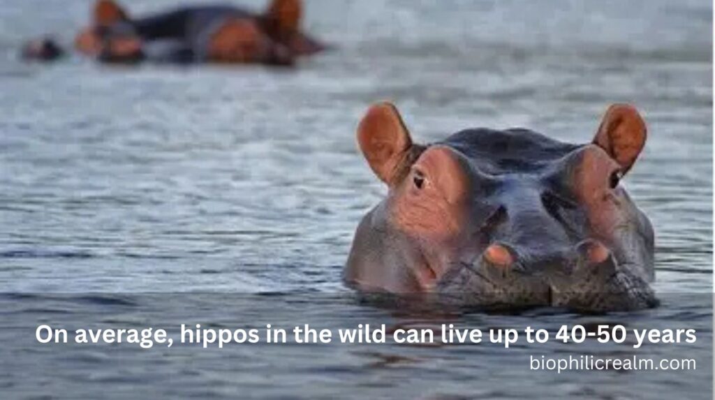 The Life Cycle of a Hippo: From Birth to Adulthood - biophilicrealm.com
