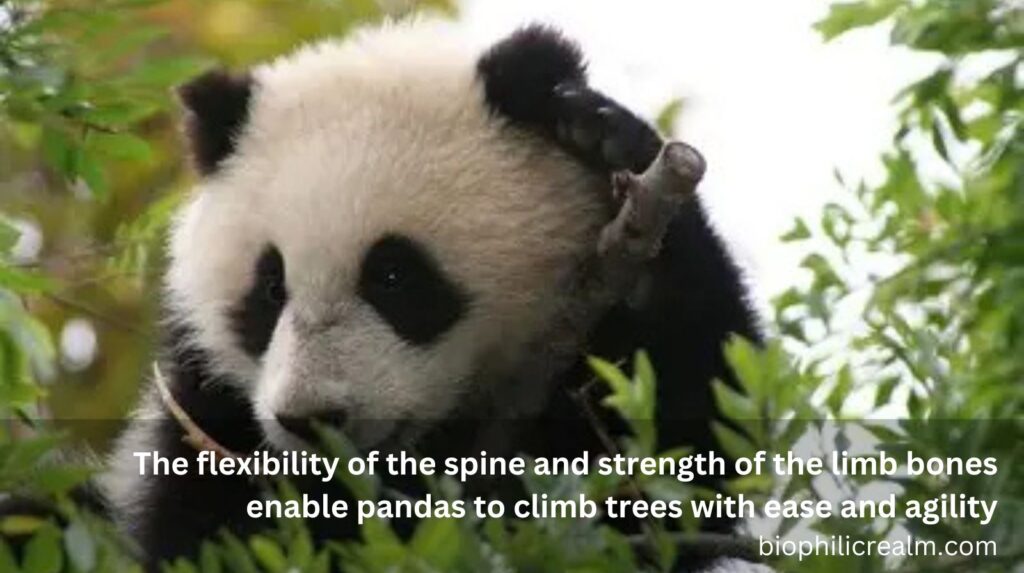 How Many Bones Do Pandas Have? A Simple Guide - biophilicrealm.com