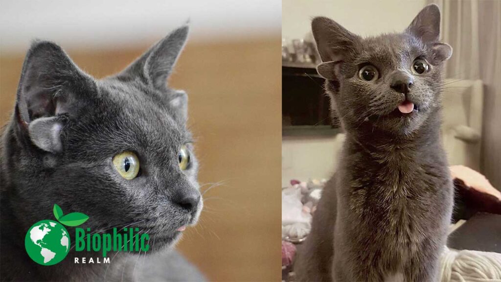 Where Do Puffins Live? Mapping Out Their Habitat - biophilicrealm.com